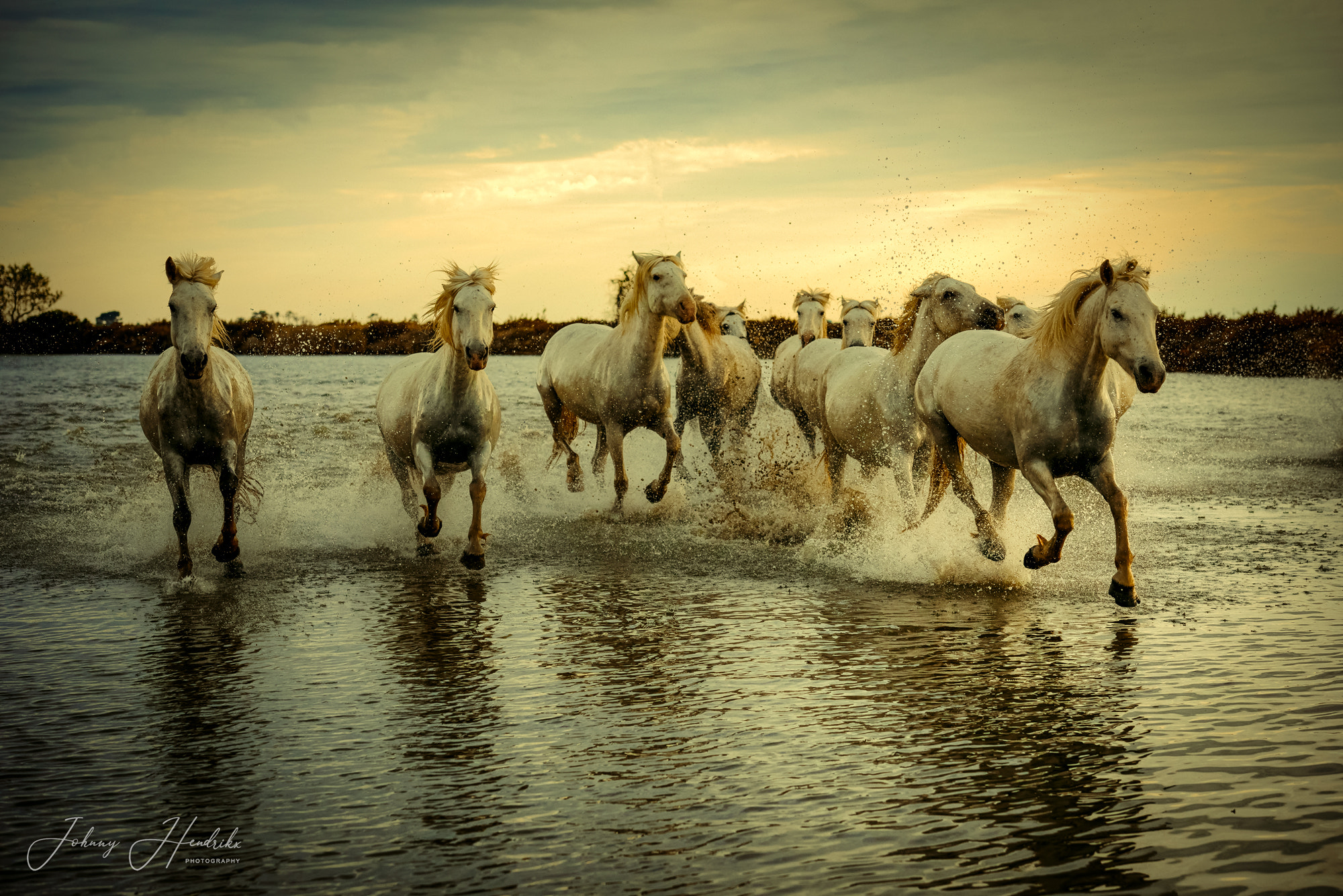 Wild horses in the Camarque France by Johnny Hendrikx / 500px