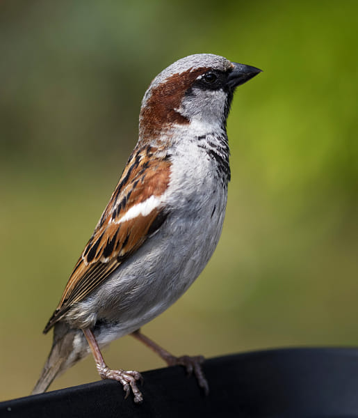 Sparrow by hadjiev403 | 500px