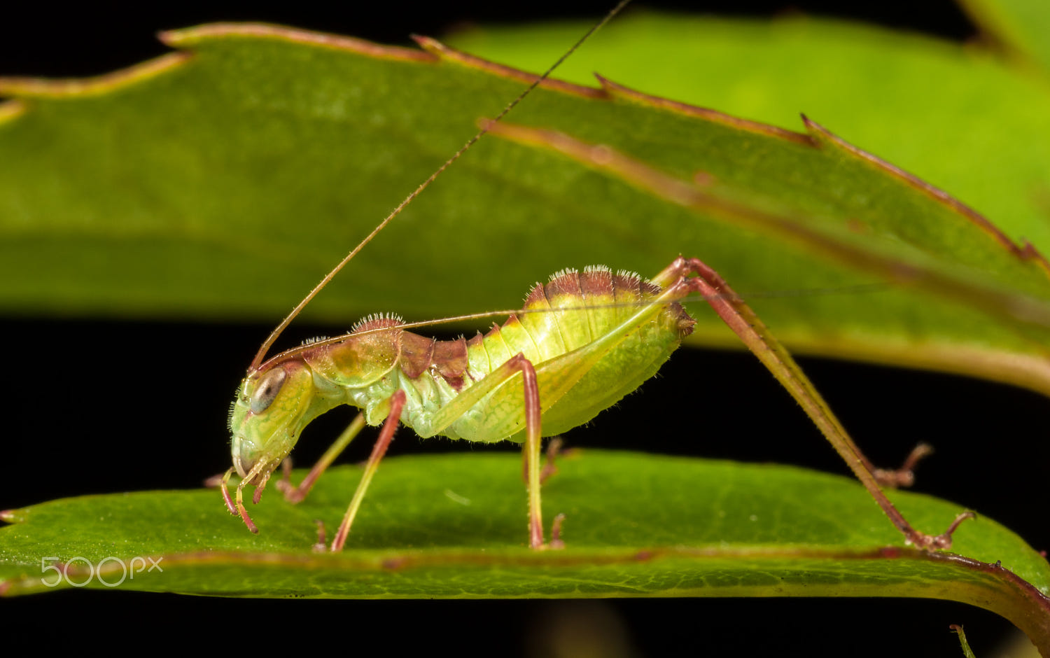 Leaf katydids ant mimicing nymph - Eurycorypha by Johan van Zyl / 500px