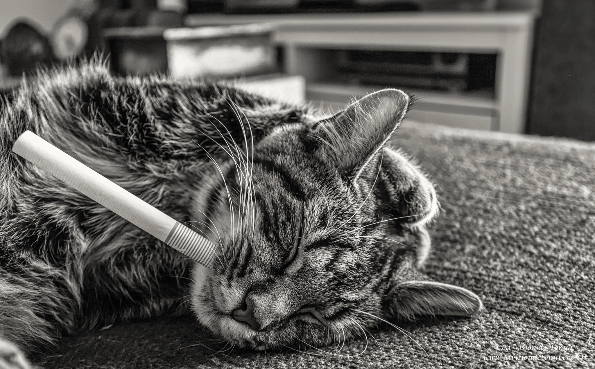 Le chat qui fume by Anthony L Photographe Reporter Press La P'tite ...