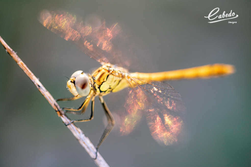 Dragonfly model. Flap your wings for me. by Gonzalo Cabedo Oliver / 500px