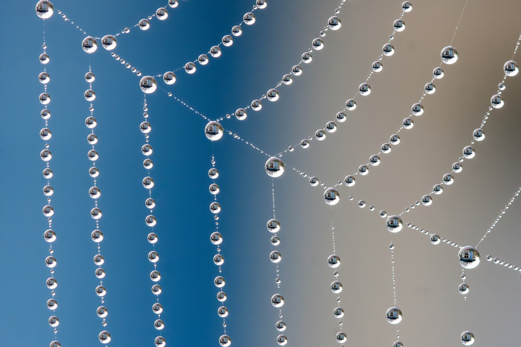 Spider Web Water Droplets by Stephen Stringer CPAGB / 500px