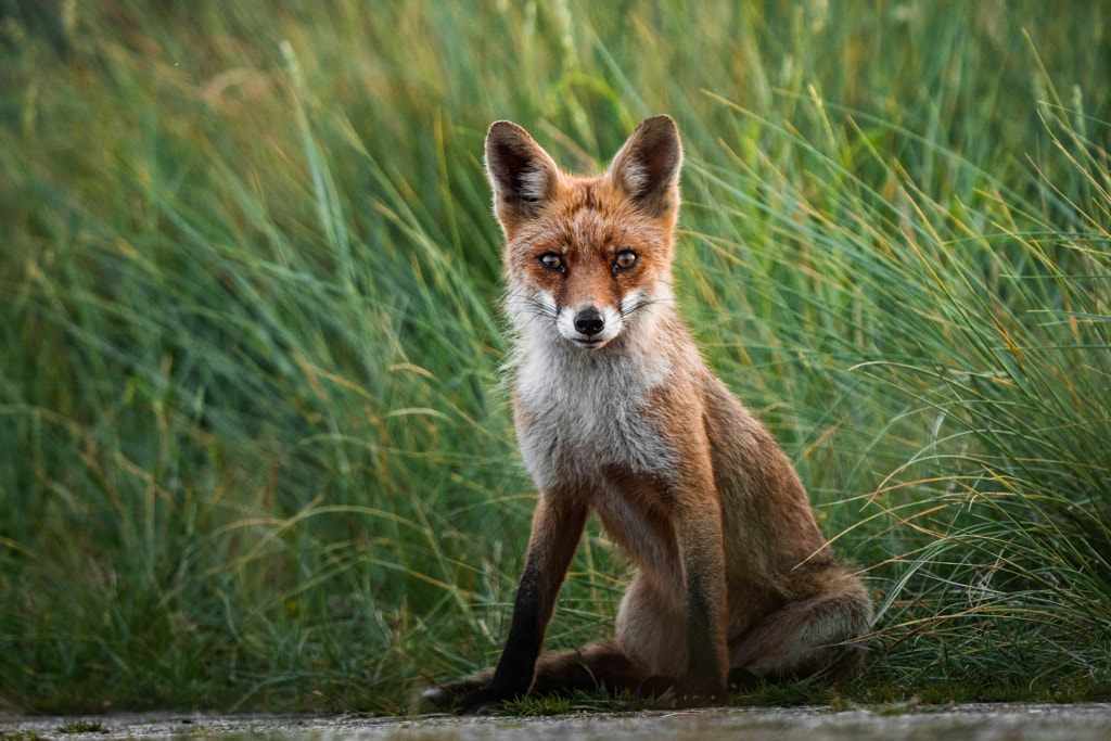 Red fox (Vulpes vulpes) by Lea Milde / 500px