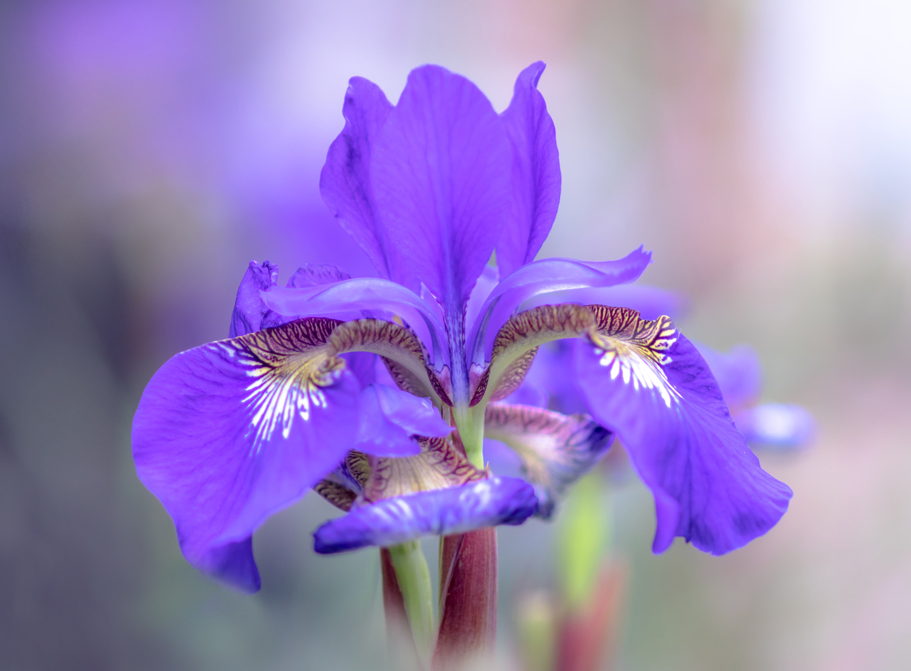 Iris king by Antonina Yanovska / 500px