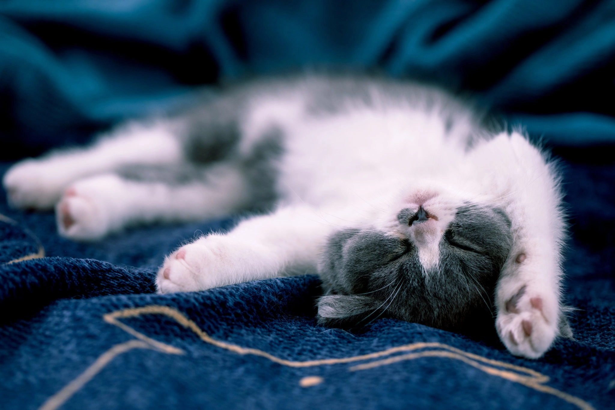 Domestic Animals | Collection curated by 500px / 500px