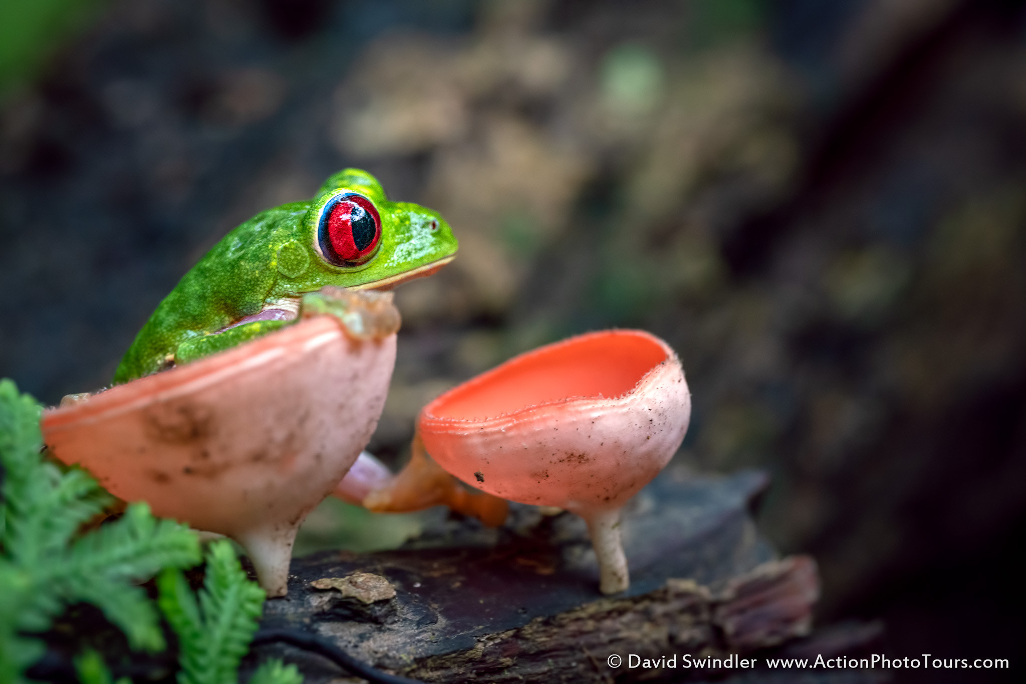 Frog Friday by David Swindler / 500px