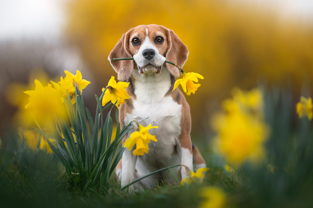Beagle holding a flower by Iza Łysoń / 500px