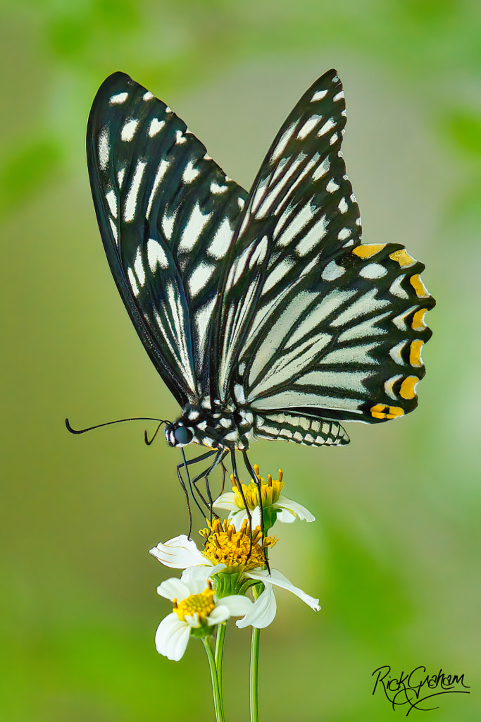 Common Mime / 斑鳳蝶 by Rick C. Graham / 500px