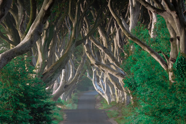 The Dark Hedges by Derek Cheevers / 500px