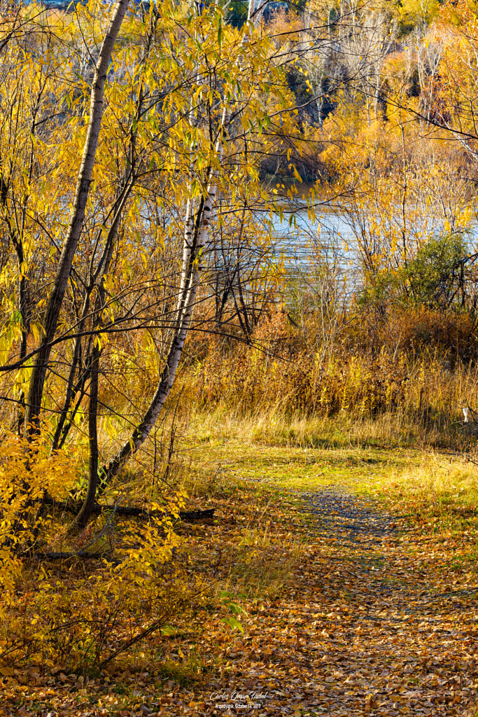 The real gold by Carlos Omar / 500px