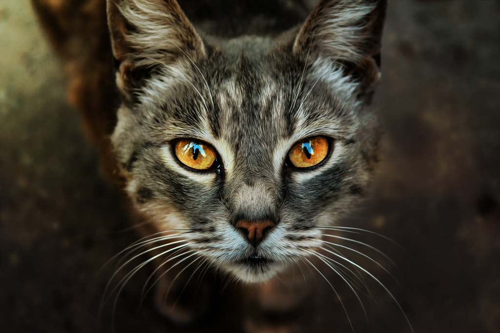 Cat portrait by Catherine C / 500px