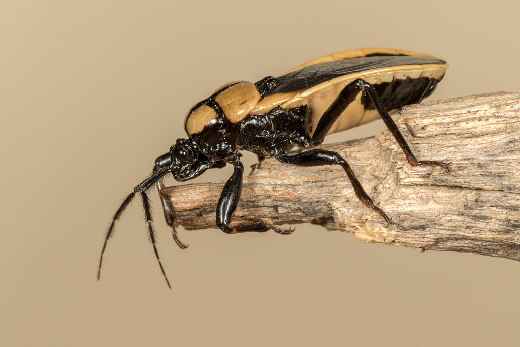 Millipede Assassin Bug - Ectrichodia crux by Johan van Zyl / 500px