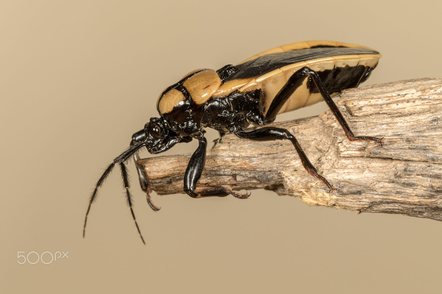 Millipede Assassin Bug - Ectrichodia crux by Johan van Zyl / 500px