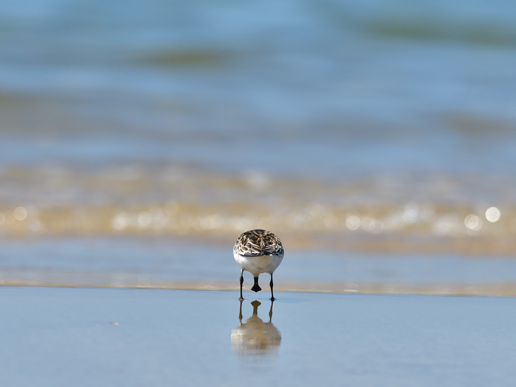 Beak of Spoonbill sandpiper by Keisuke Yamada / 500px