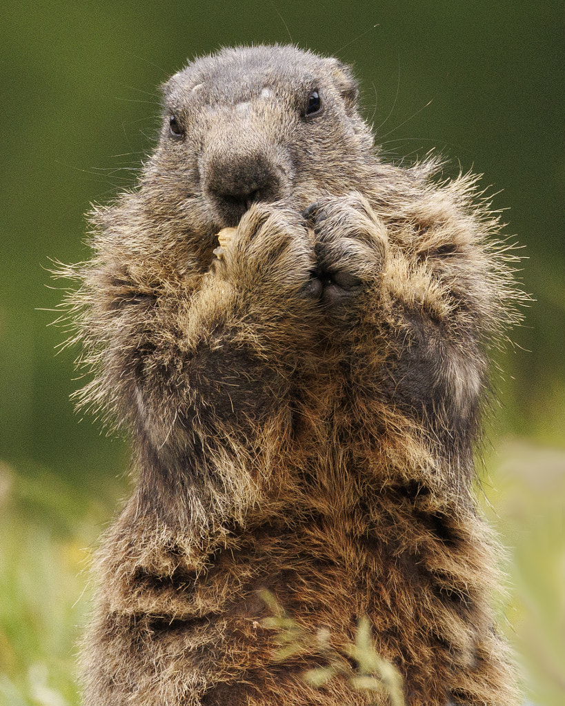 voracious marmot by Burkhard Pook / 500px