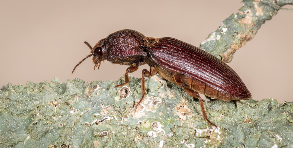 Common Brown Click Beetle - Cardiotarsus acuminatus by Johan van Zyl ...
