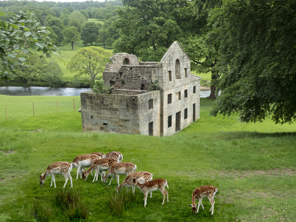 Grazing Fallow Deer at the old mill by Gordon Tweedale / 500px