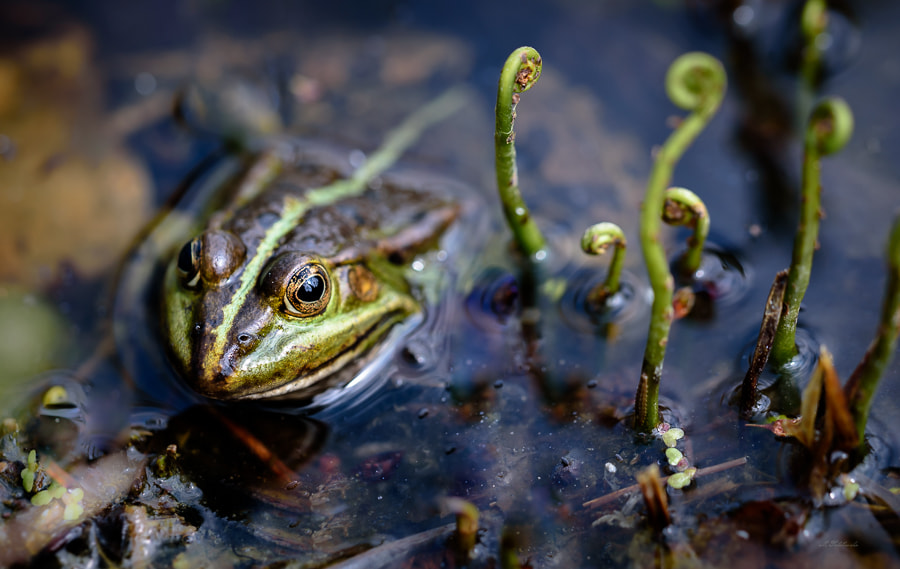 A peeking frog by Małgorzata Sokołowska / 500px