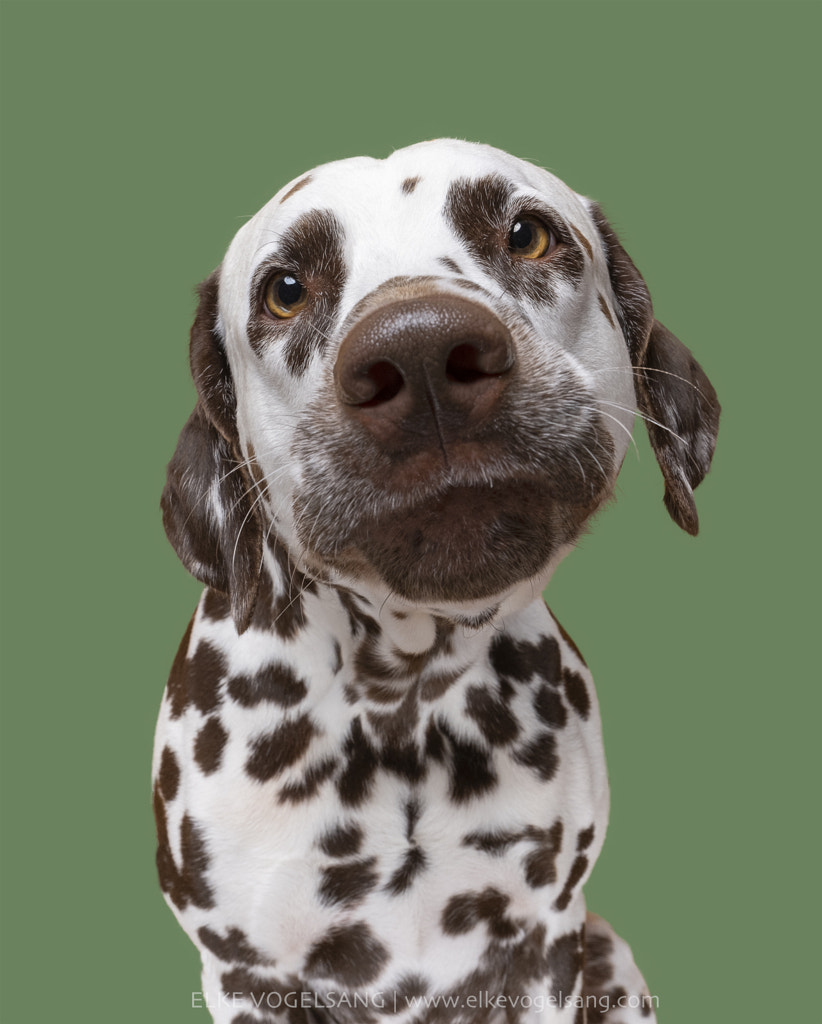 Cute spotted face by Elke Vogelsang / 500px