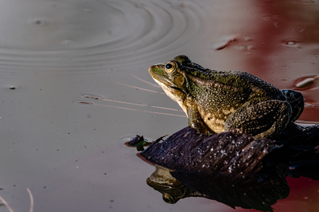 A Frog by Xavier Minguella / 500px