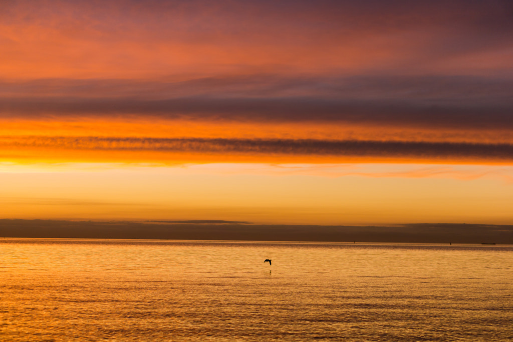 Sunset duck For more content follow me at @simion.vase by Vasile-Simion ...