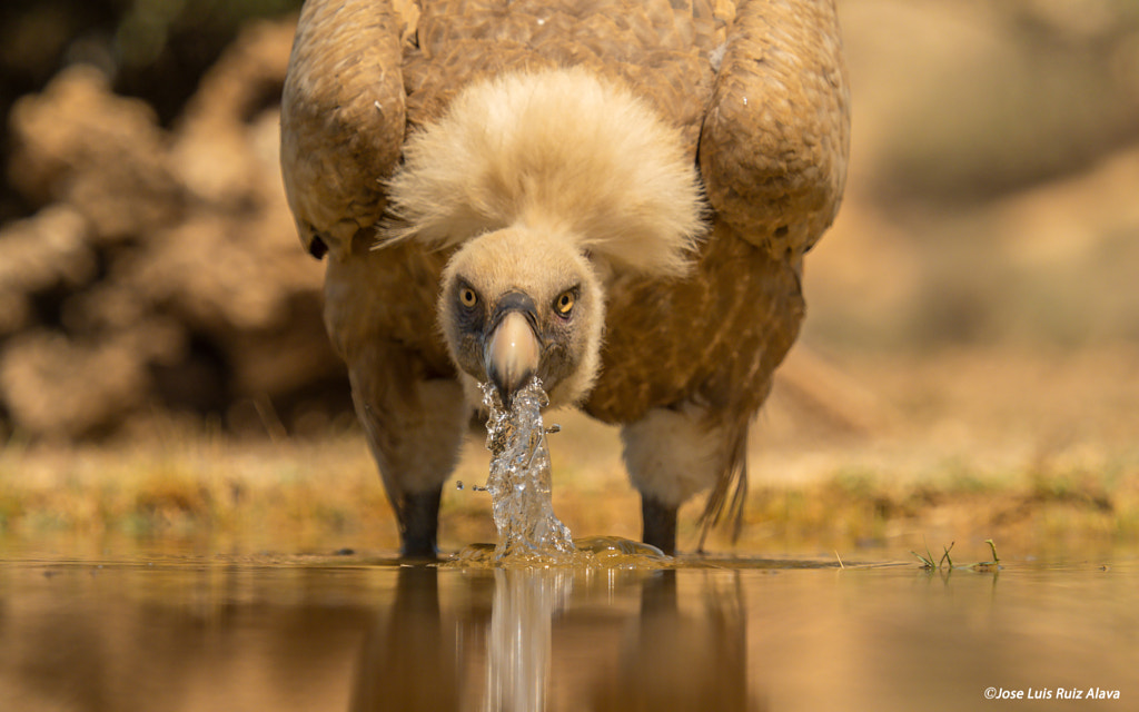 HEAT II/CALOR II by José Luis Ruiz Alava / 500px