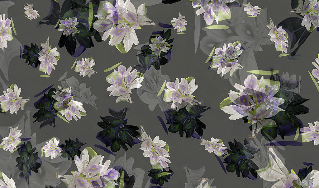 Water Bloom by David A . Bush / 500px