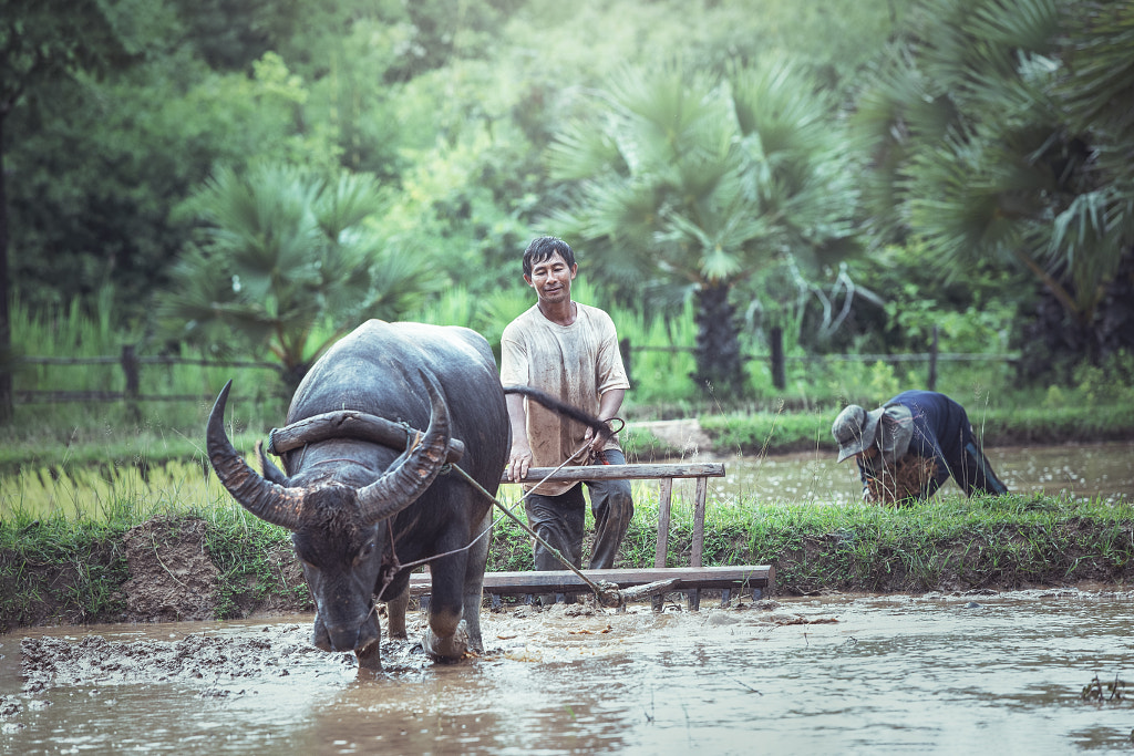 Farmers grow rice in the rainy season. by Sasin Tipchai / 500px