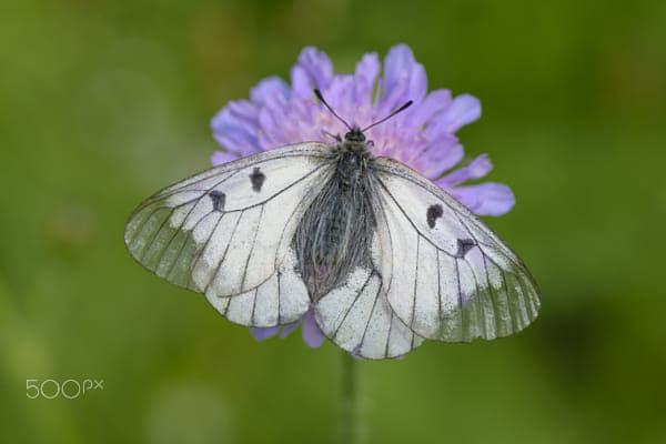 Maennlicher Schwarzer Apollo, Parnassius mnemosyne ssp. hassicus , Male ...
