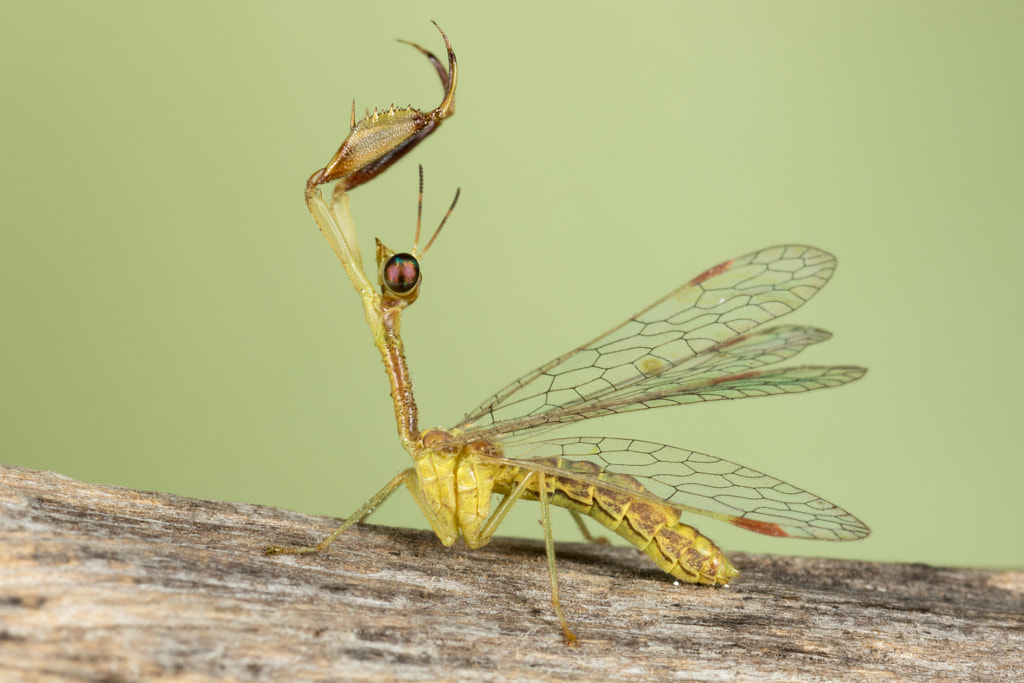 Mantispid - Family Mantispidae by Johan van Zyl / 500px