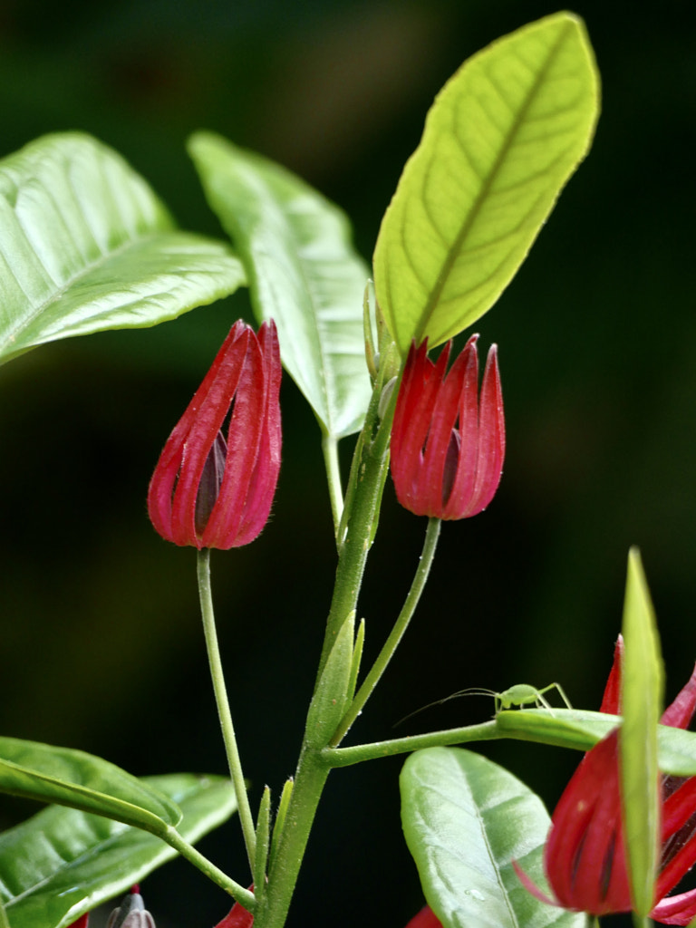 Red Lantern Flowers and Green Insect by DAY--Zee / 500px
