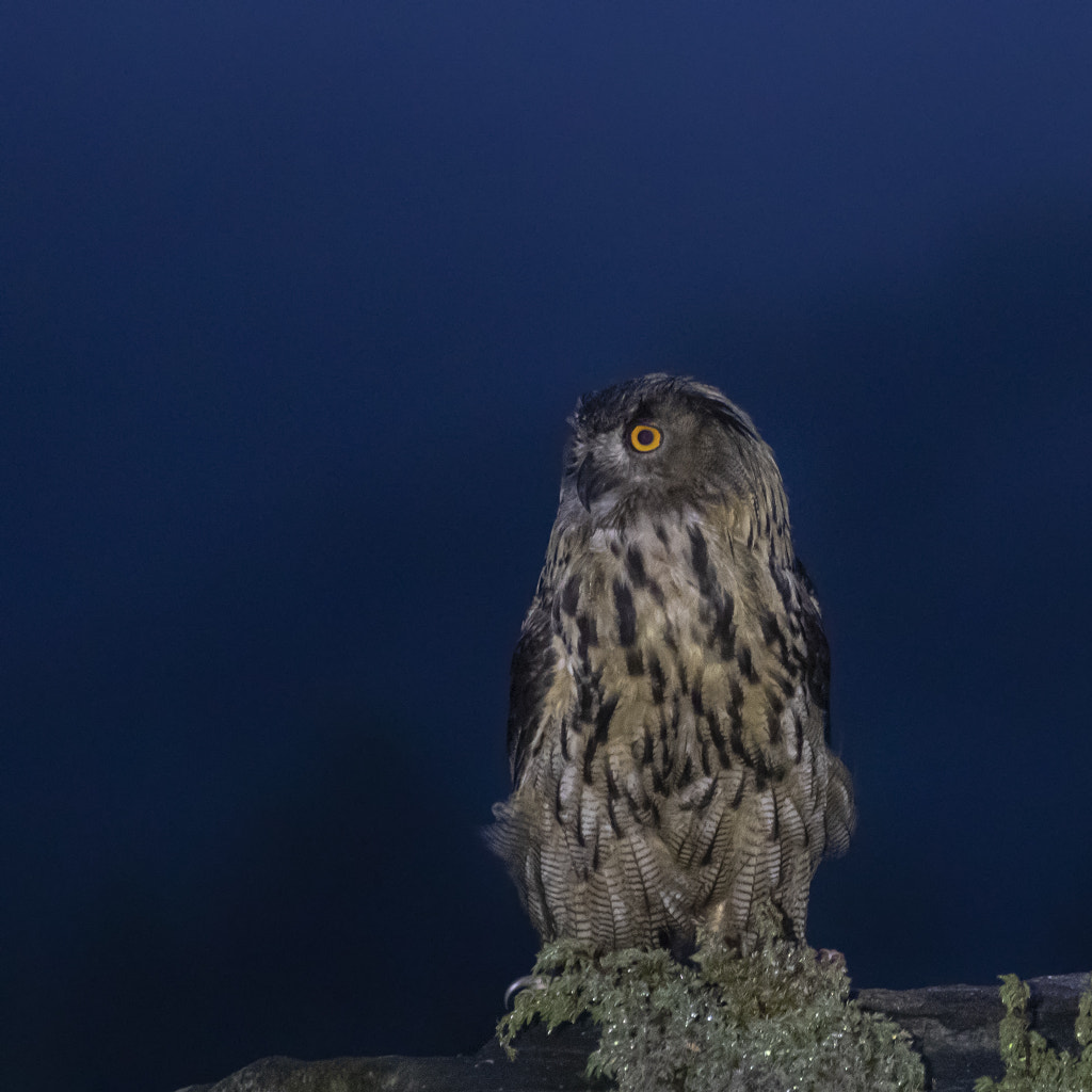 Eagle Owl, The world's largest owl. by Håkon Øvermo / 500px