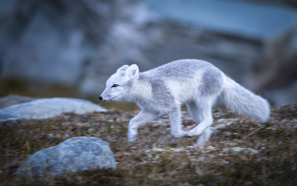 Arctic Fox by Håkon Øvermo / 500px