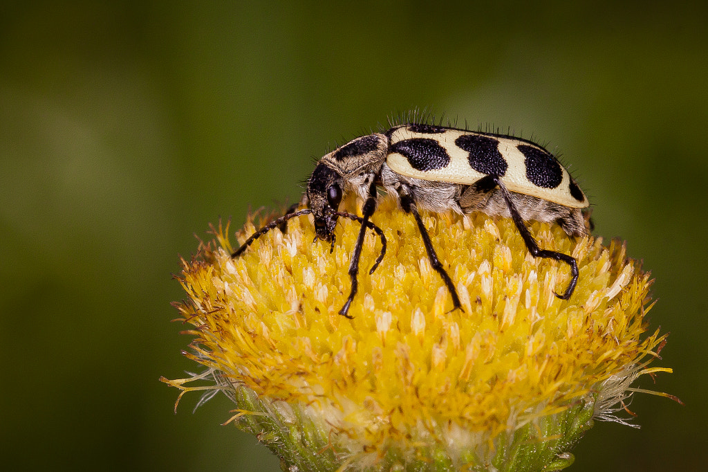 Spotted Maize Beetle - Astylus atromaculatus by Johan van Zyl / 500px