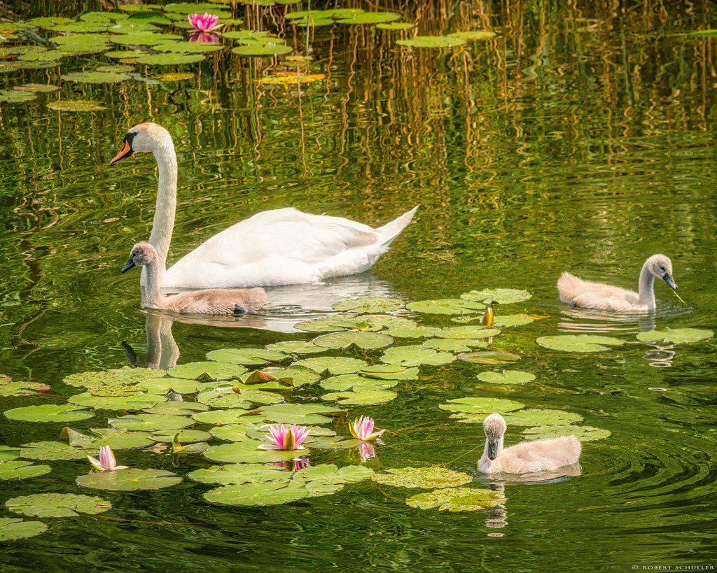 The Swan family visits Claude Monet. by Robert Schüller / 500px
