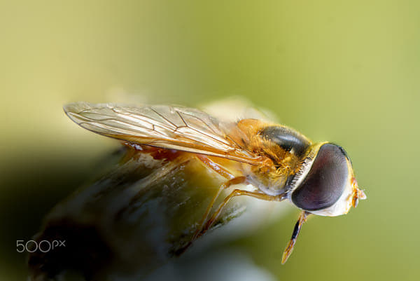 Colorful Hoverfly by Dr Jalil Photography | 500px