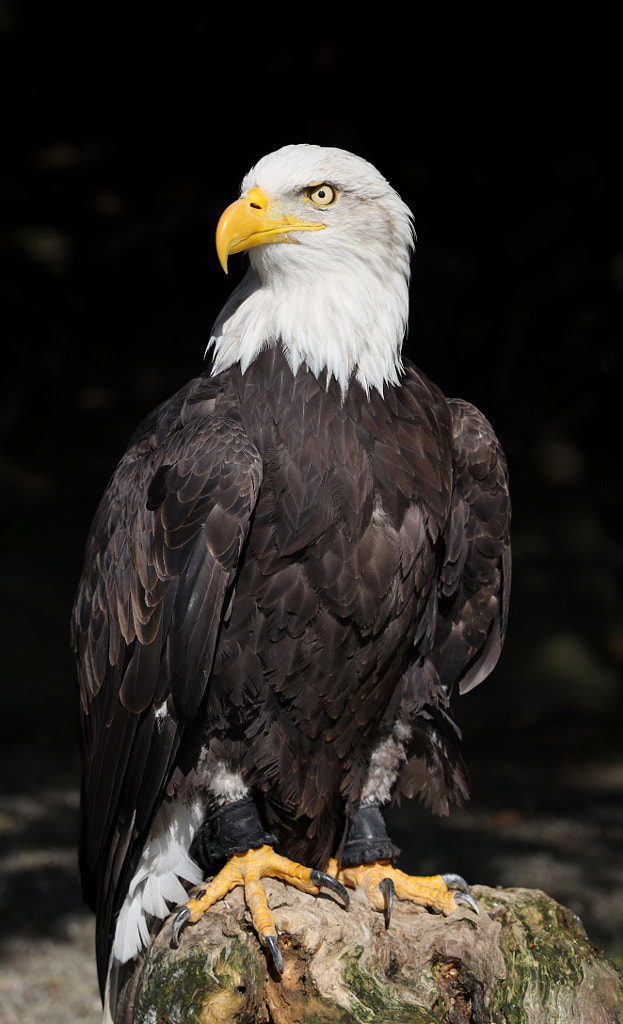 eagle by Robert C / 500px