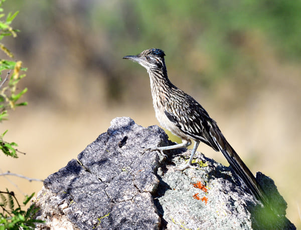 Road_Runner by Jerrold Thompson / 500px