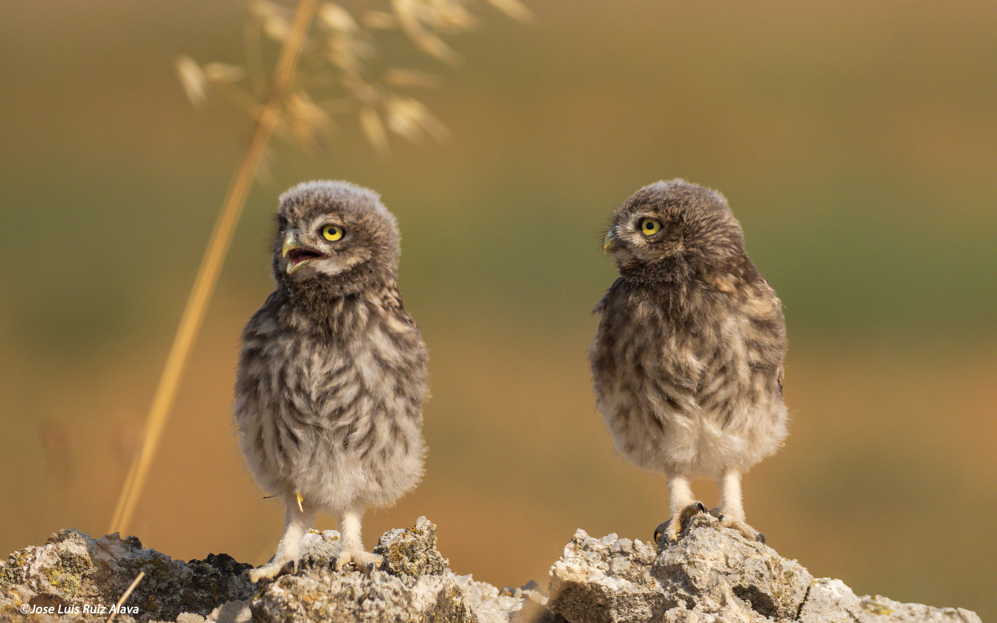 LITTLE OWL CHICKENS/POLLOS DE MOCHUELO by José Luis Ruiz Alava / 500px