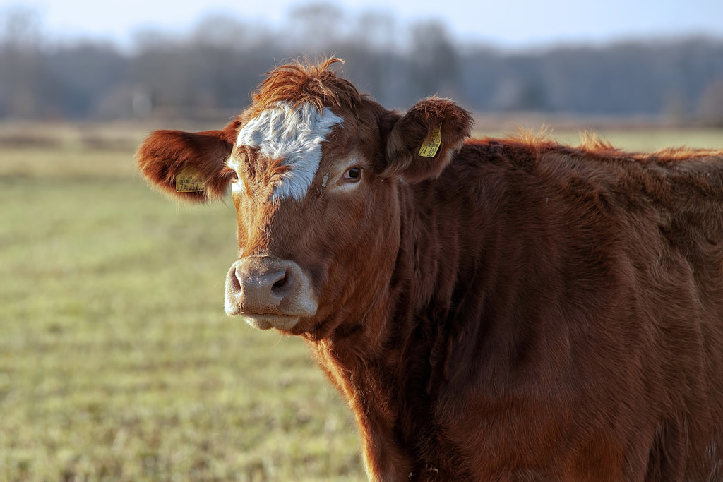 Emma by Bruni Mayer / 500px