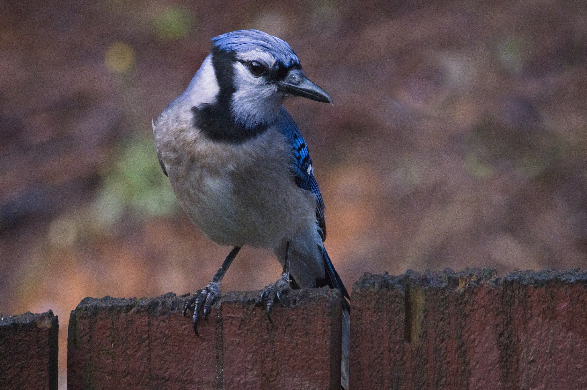 Blue Jay in Very Early Light by Kip Stahl / 500px