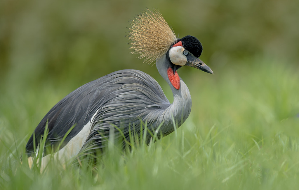 “Crowned Crane” by Afzal Karim / 500px