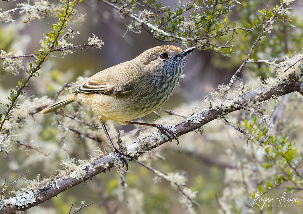 Brown Thornbill by Roger Fance / 500px