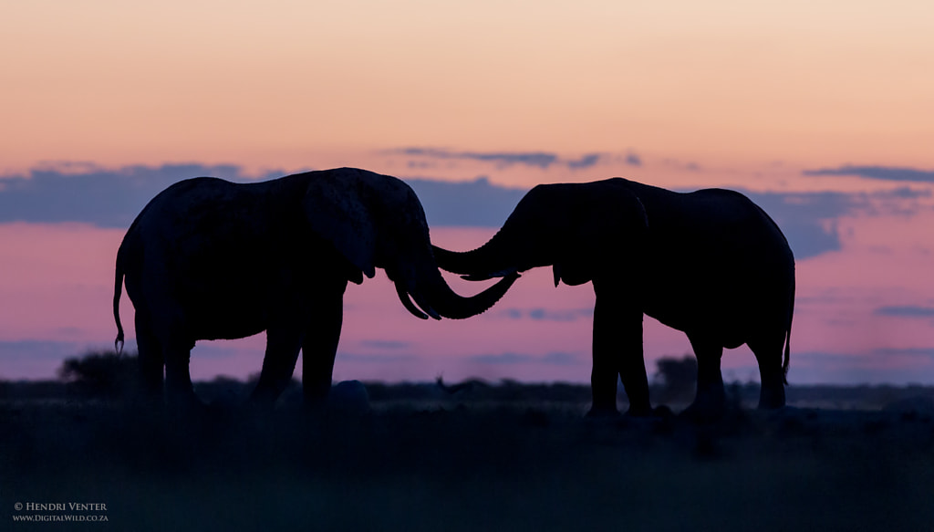 Tactile communication by Hendri Venter / 500px