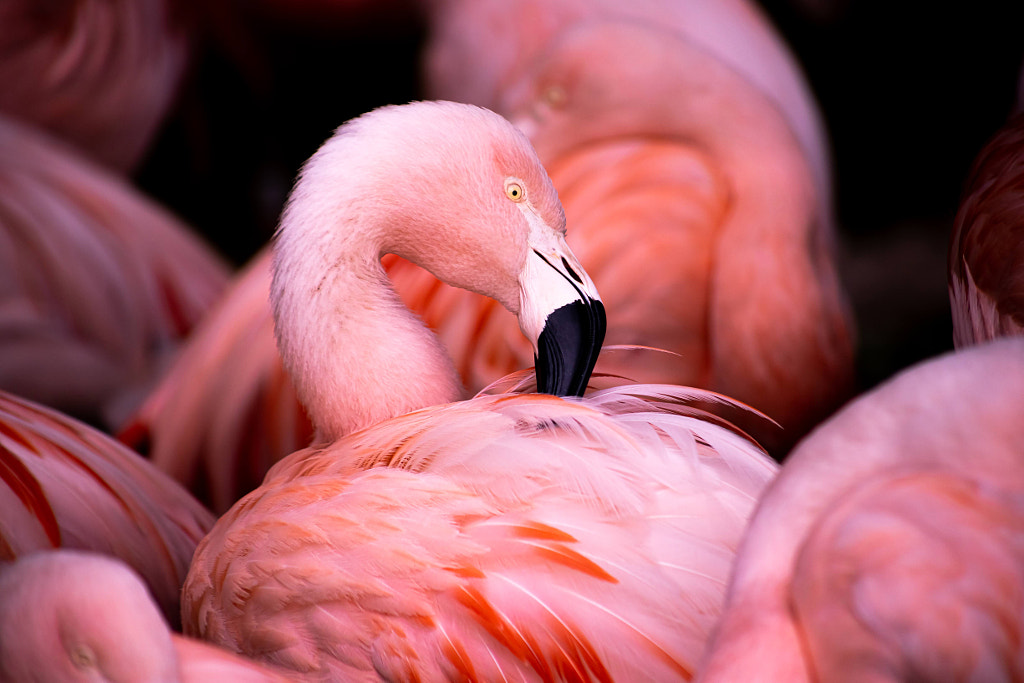 Flamingos at Bird World, Farnham by Kimberley Noton / 500px
