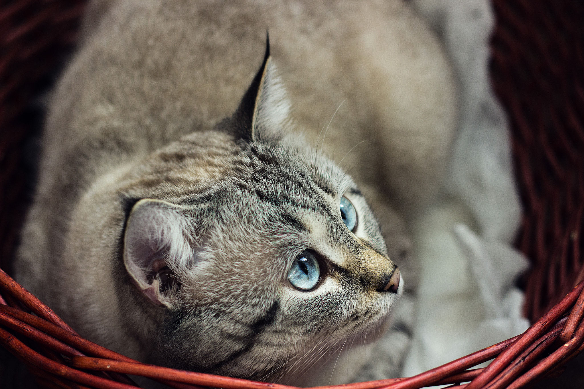 A cat by Ruslan Akhmetgareev / 500px