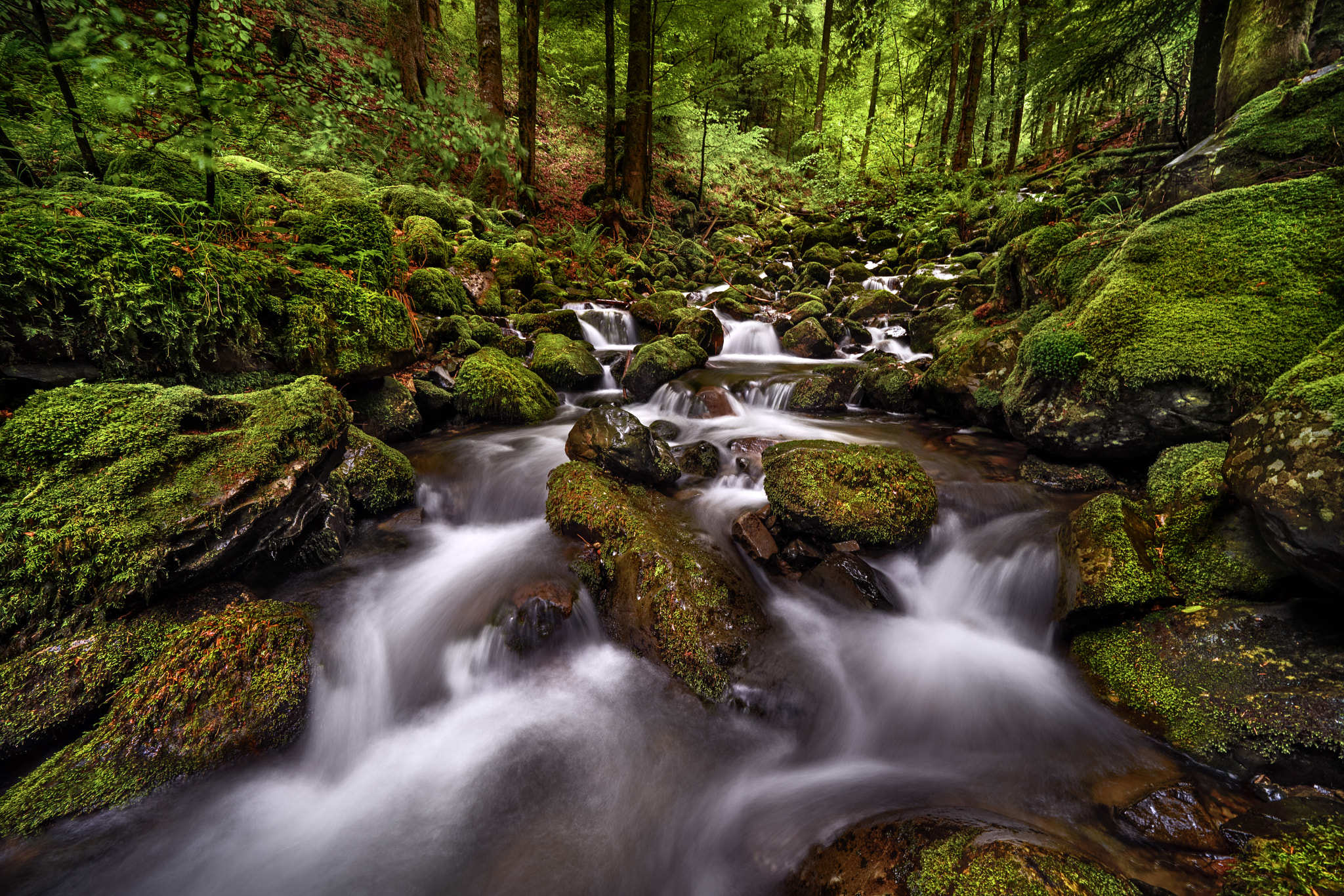 Mossy River in undergrowth by Robert Didierjean / 500px