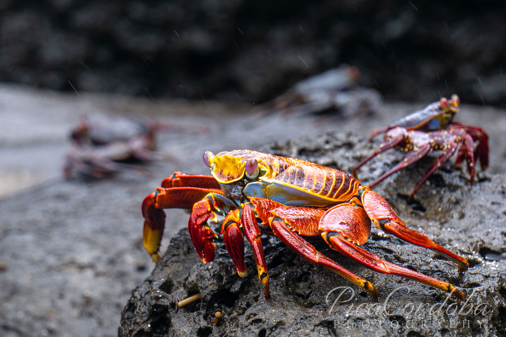 Galapagos Zayapas by Pica Cordoba Beard / 500px