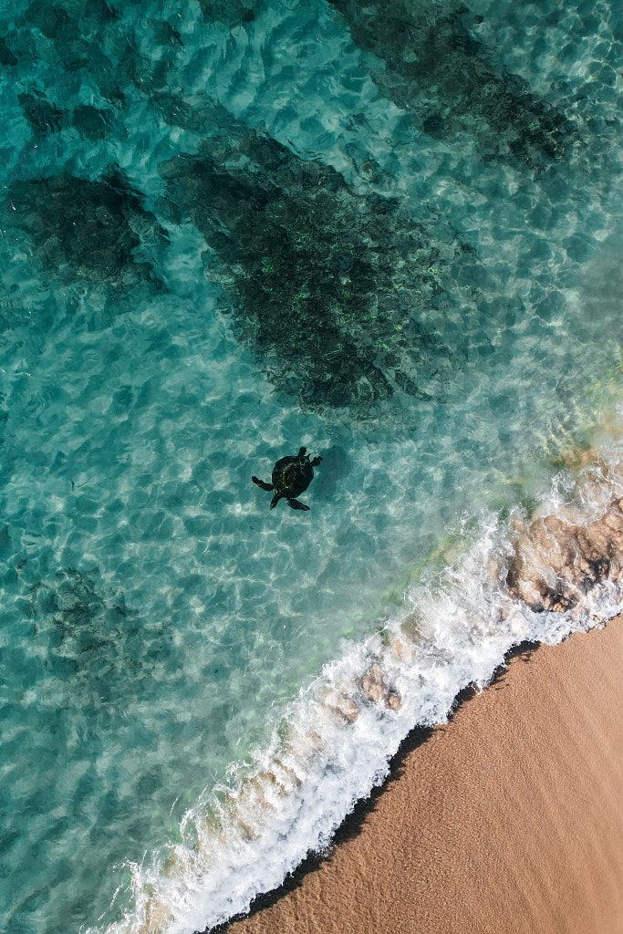 Turtle in the ocean by Gabriela Moralejo / 500px