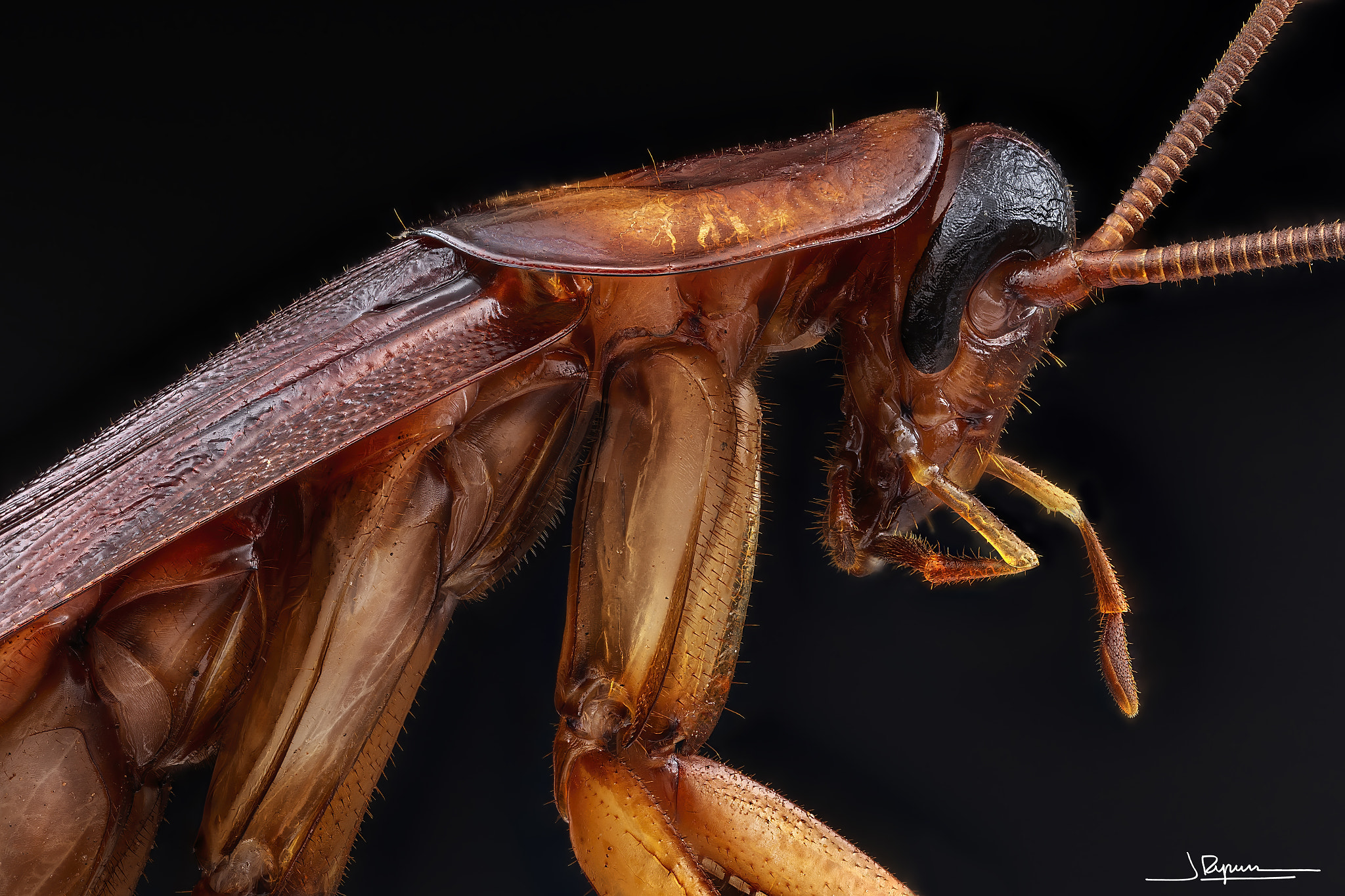 Cucaracha (Blattodea) by Javier Rupérez / 500px